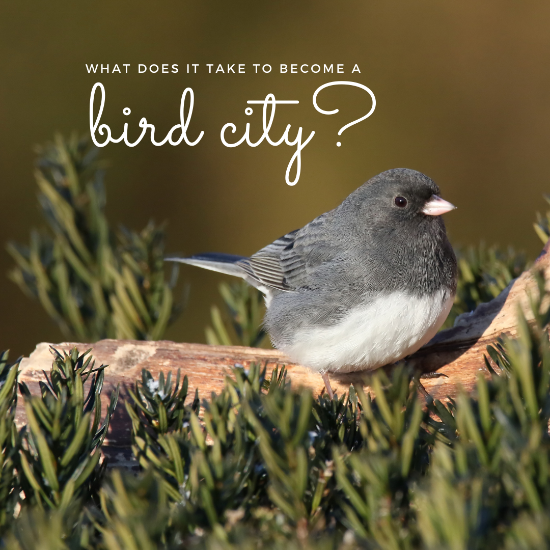 City Initiatives and Efforts · Evansville